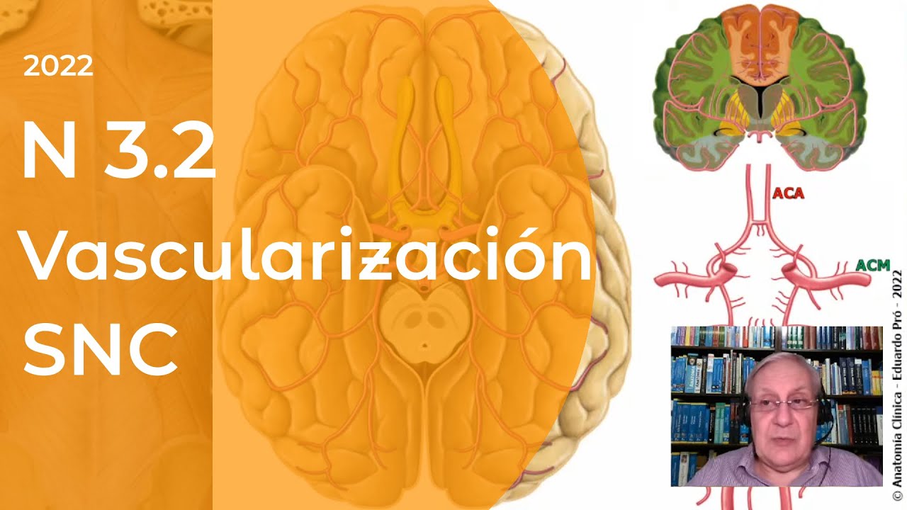 N3.2 | Vascularización SNC | Profesor Eduardo A. Pró | Anatomía 2 ...