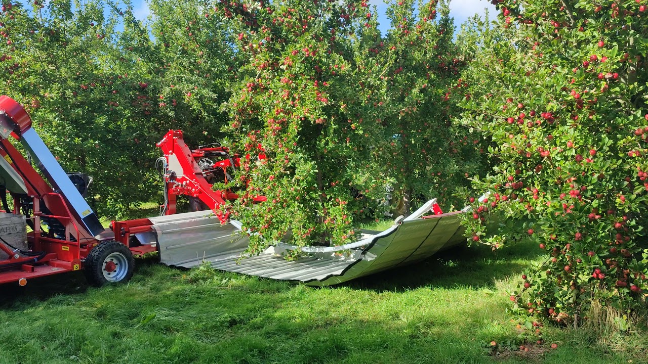 Shake and Catch Harvesting - Throne Farm - YouTube