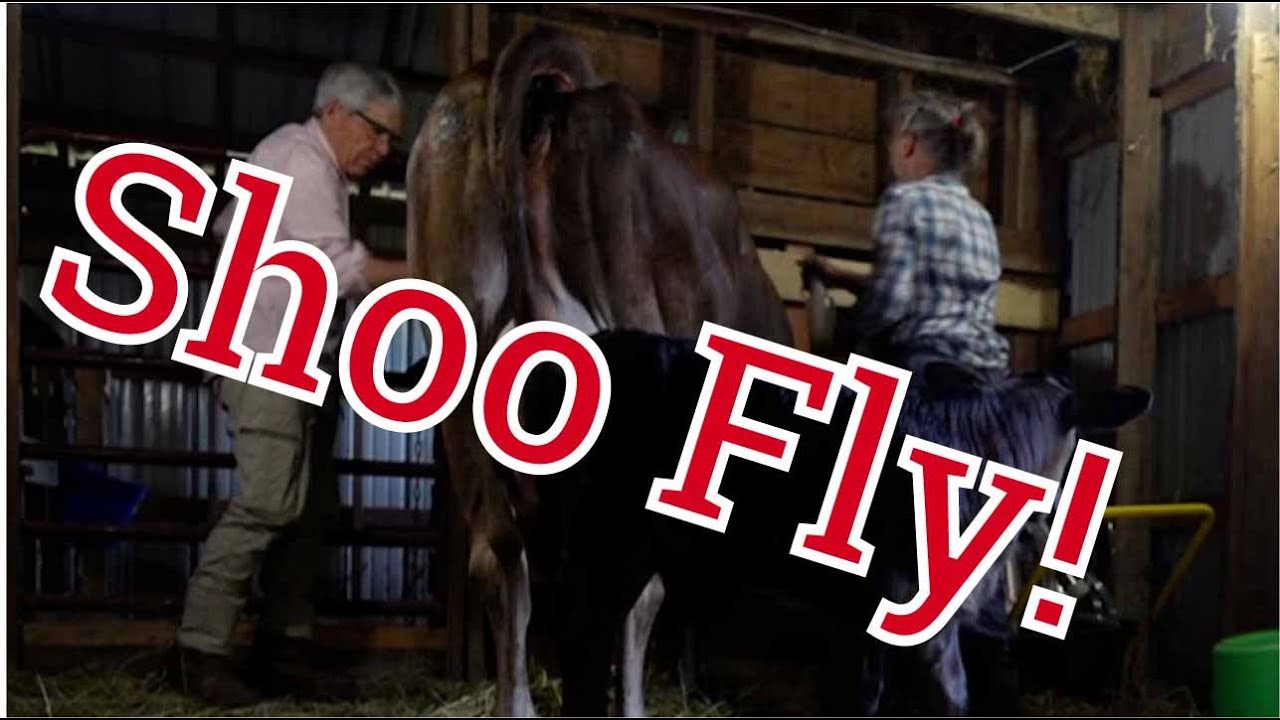 Shoo FLy! Techniques for fly control - YouTube
