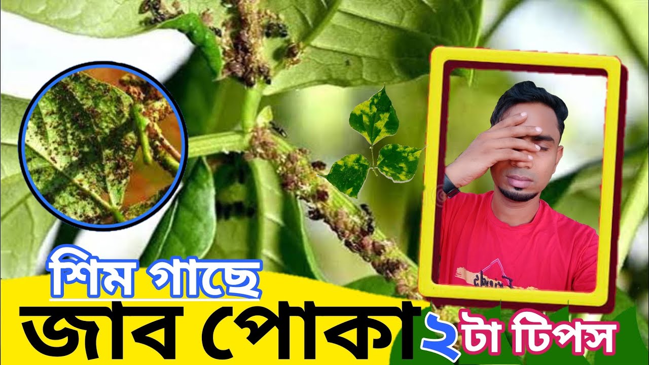 শিম গাছে জাব পোকা দমনের 2 টি সেরা উপায় | Sim Jaab Poka | শিমের জাব ...