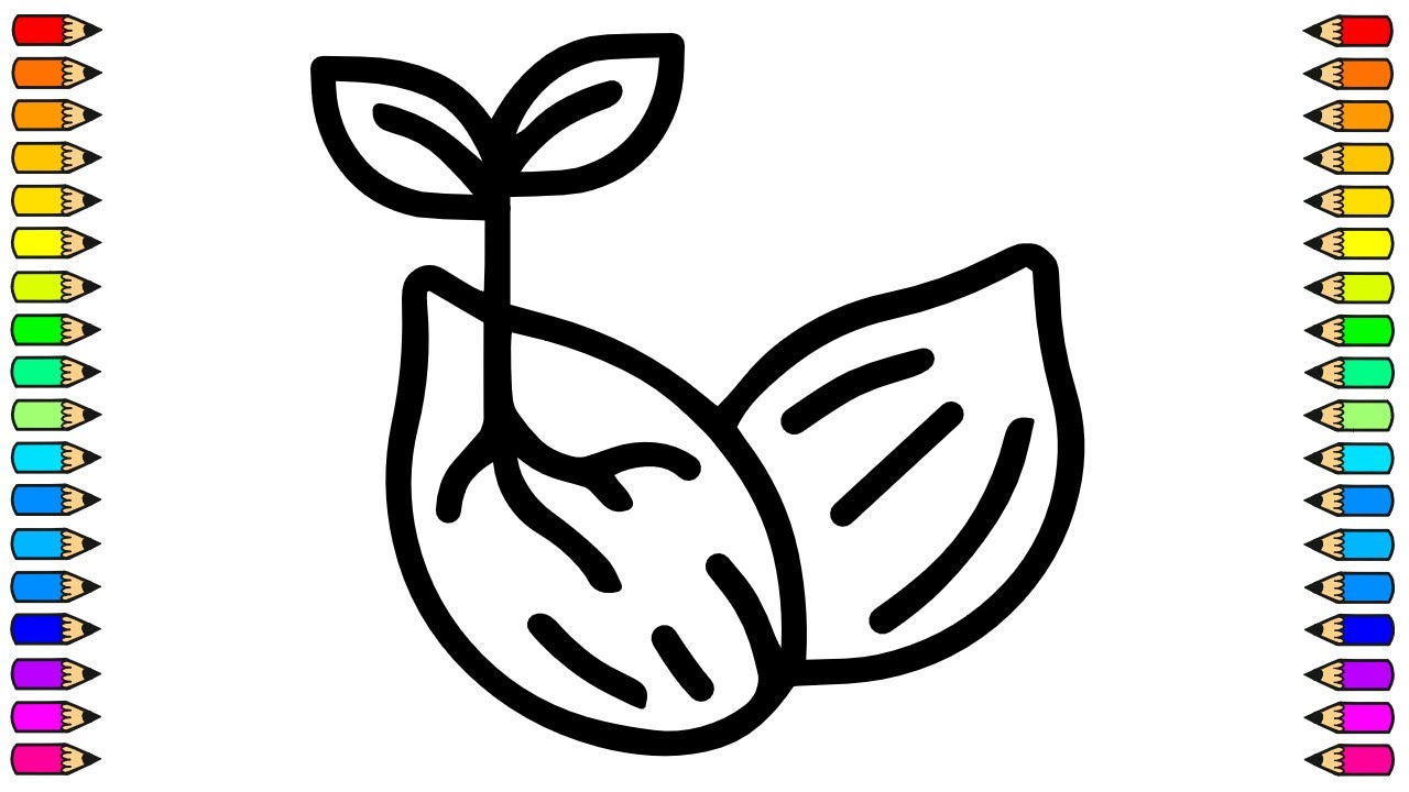 Cómo Dibujar Una Semilla Floreciendo Dibujo De Semilla Floreciendo Paso A Paso Dibujos Para