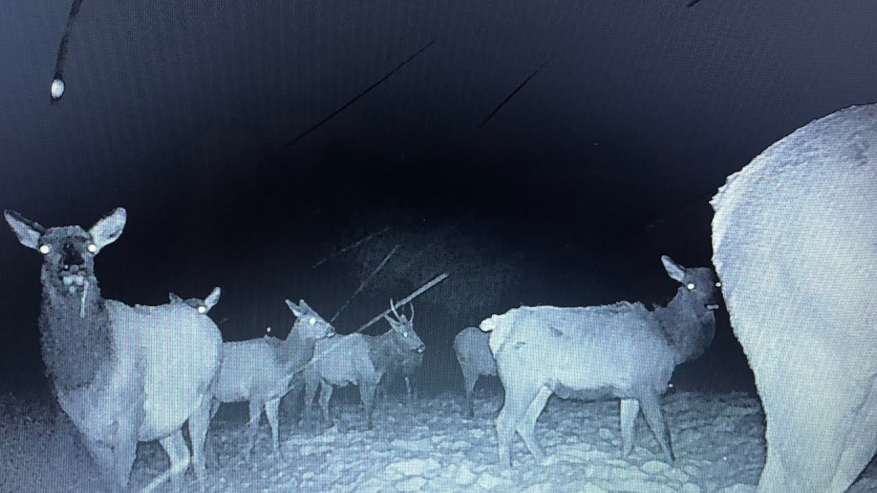Help! A Herd of Elk is Eating All of Our Hay - YouTube