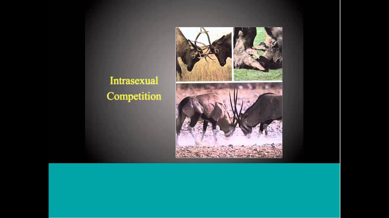 Teaching Psychology with an Evolutionary Perspective - YouTube