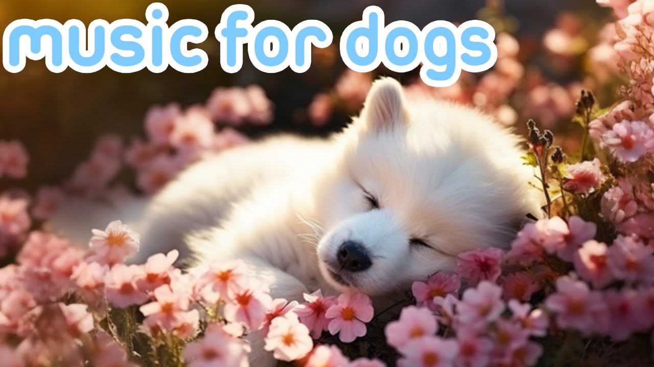 Dog Music: Soothe Your Dogs Anxiety | Videos with Music to Help Dogs ...