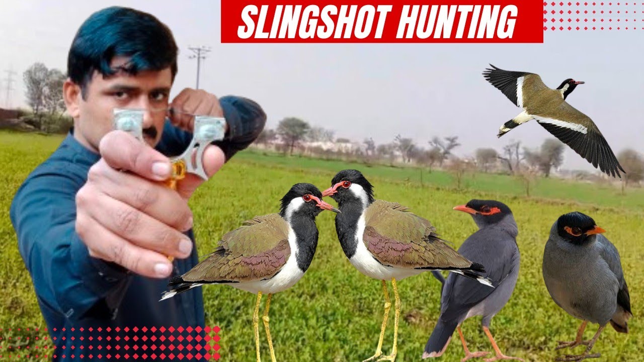 Slingshot Hunting|Lawping Hunting|Maina Hunting|Birds Hunting|Gulel sy ...