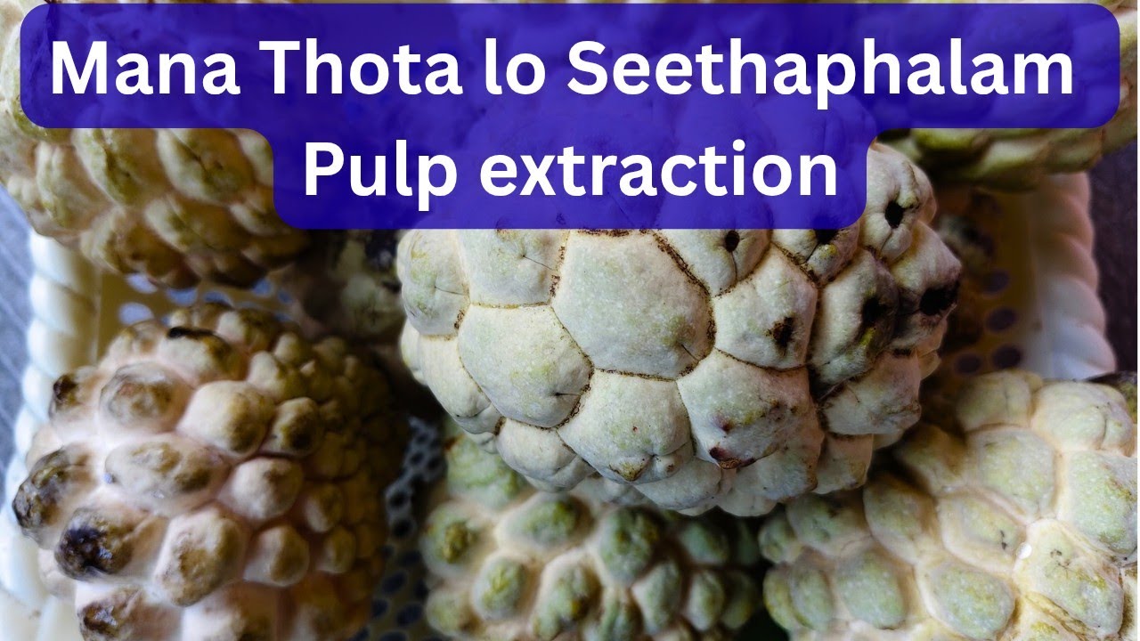 మన తోటలో సీతాఫలం పల్ప్ తీసే విధానం చూడండి Sitaphal Pulp Extraction ...