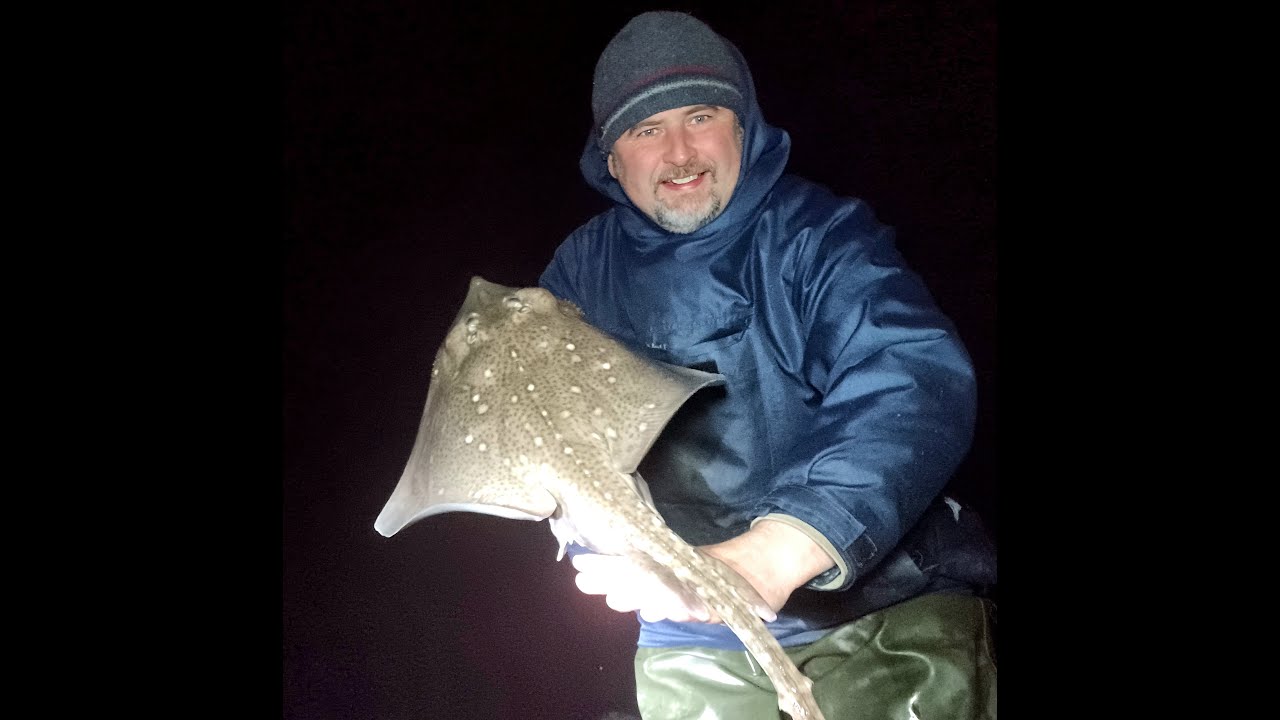 Reef Rays Are Great ! - YouTube