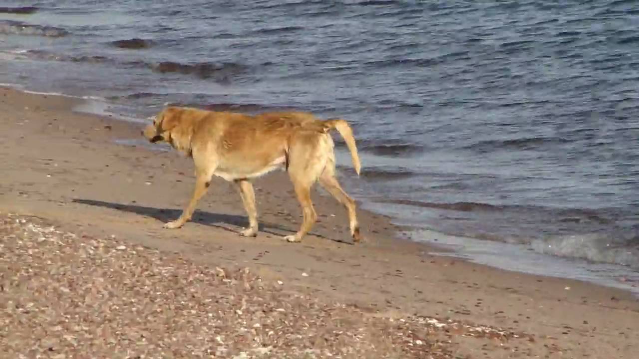 Funny sea dog (HD) - YouTube
