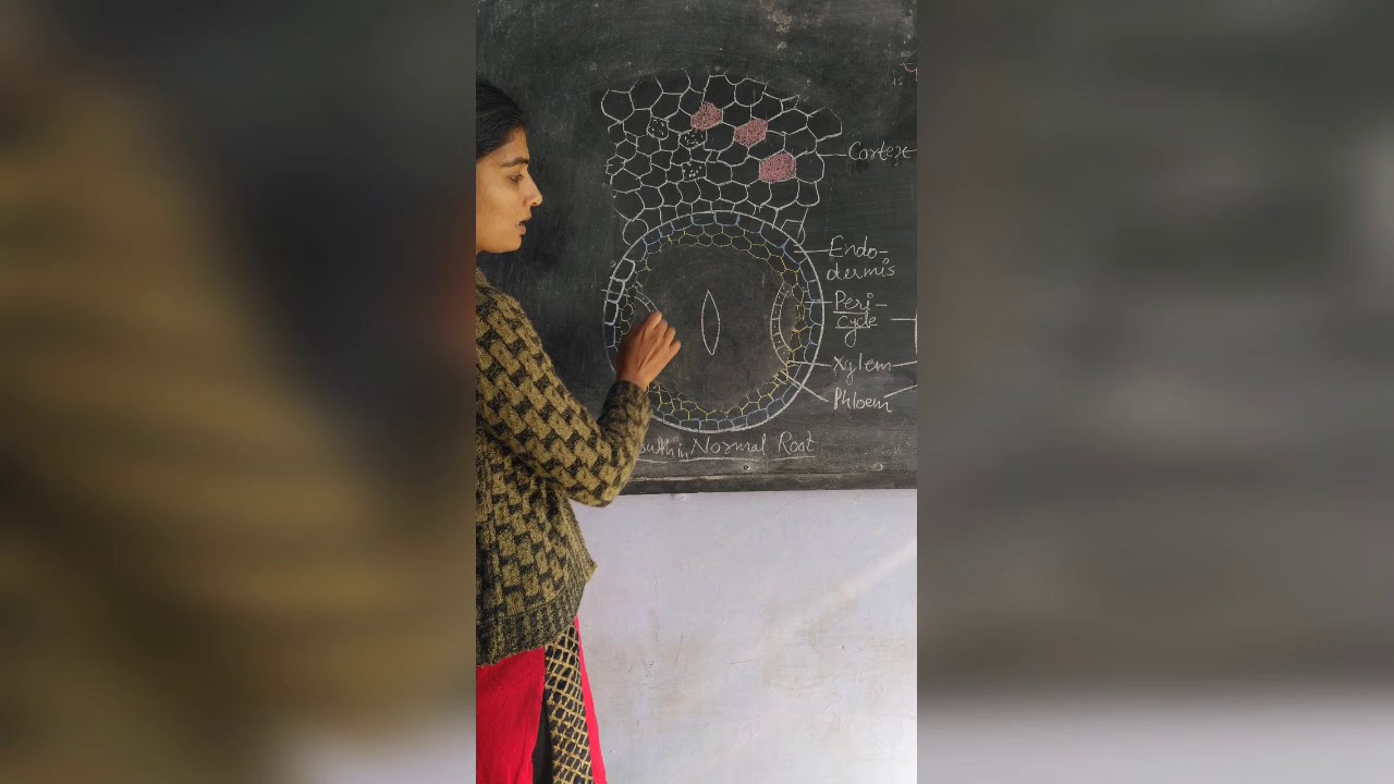 Anatomy of Cycas Normal Root , Coralloid Root and Secondary growth in ...