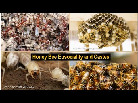 Are All Honey Bees Eusocial