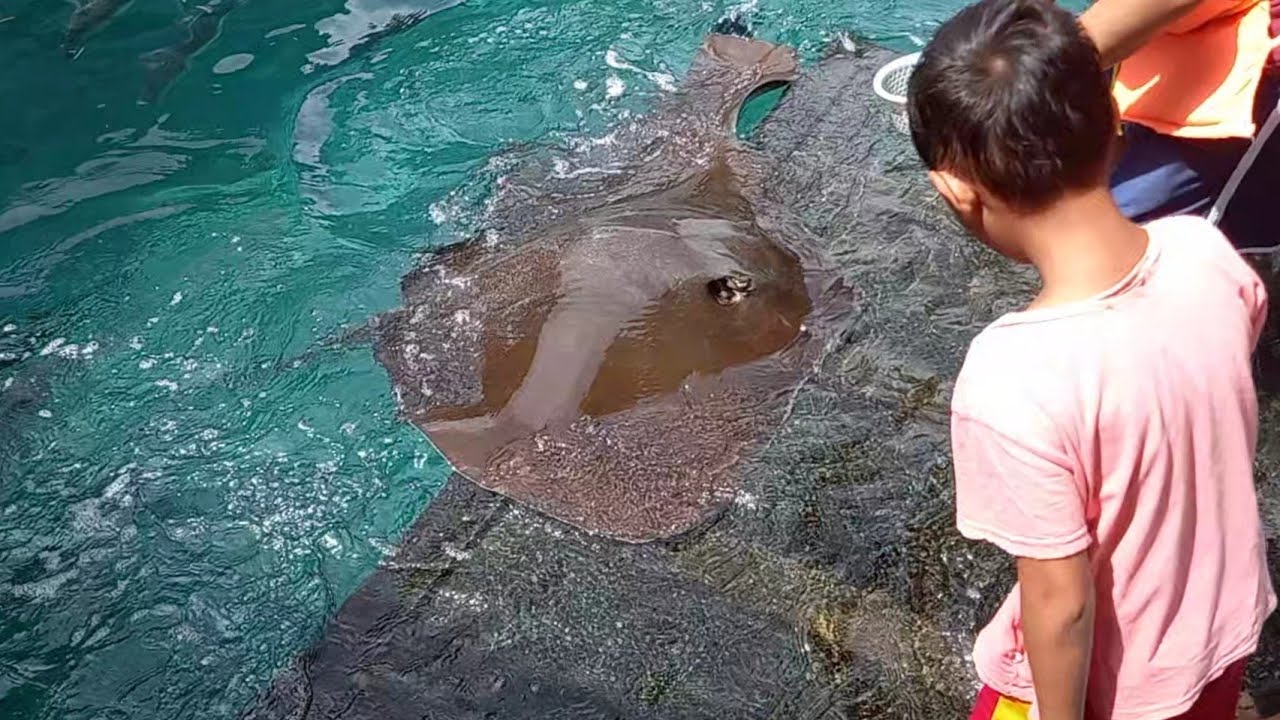 Amazing Stingray | Pagi Fish | Sibadan Fish cage | Cambatung Hinatuan ...