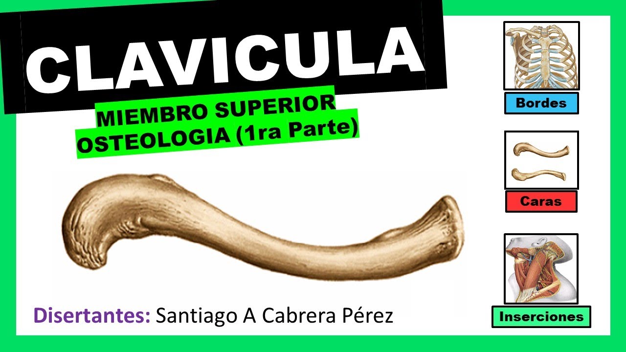 Anatomia De La Clavicula Flashcards Images