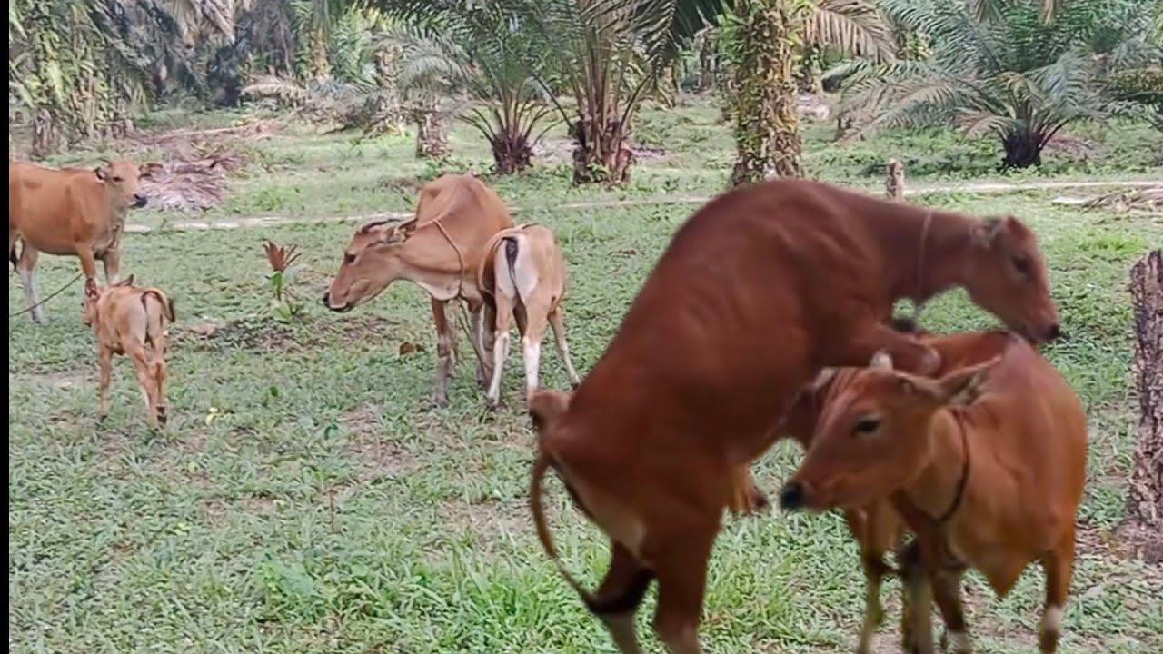 Angon sapi di kebun sawit, anak sapi cacingan - YouTube