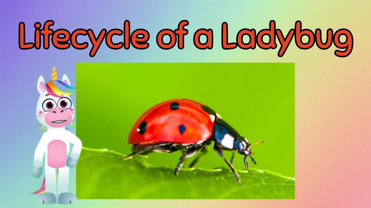 The Lifecycle of a Ladybug for Kids - Fun Facts and Quiz for Kids - YouTube