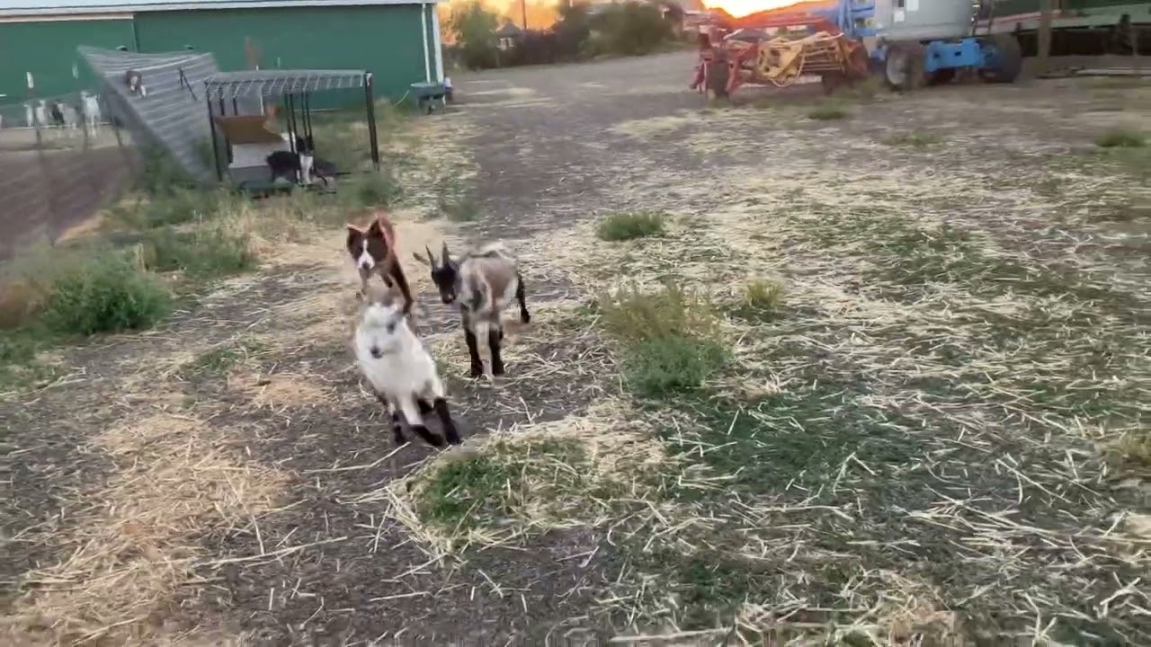 Clark Moving Some Goat Kids - YouTube