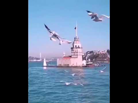 Biz hep yaralı kuşları sevdik  Sevdikçe iyileştiler, İyileştikçe uçup gittiler    Süreyya Berfe