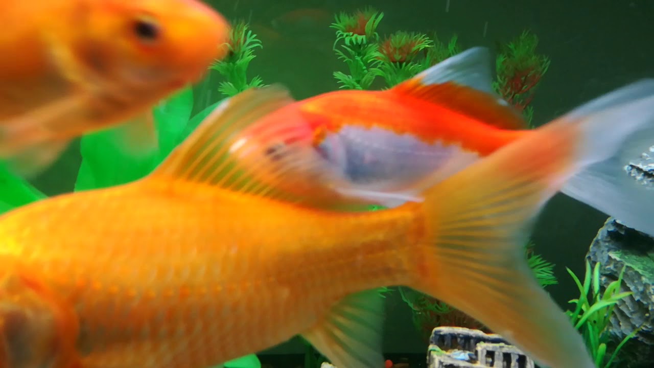 Angry Goldfish