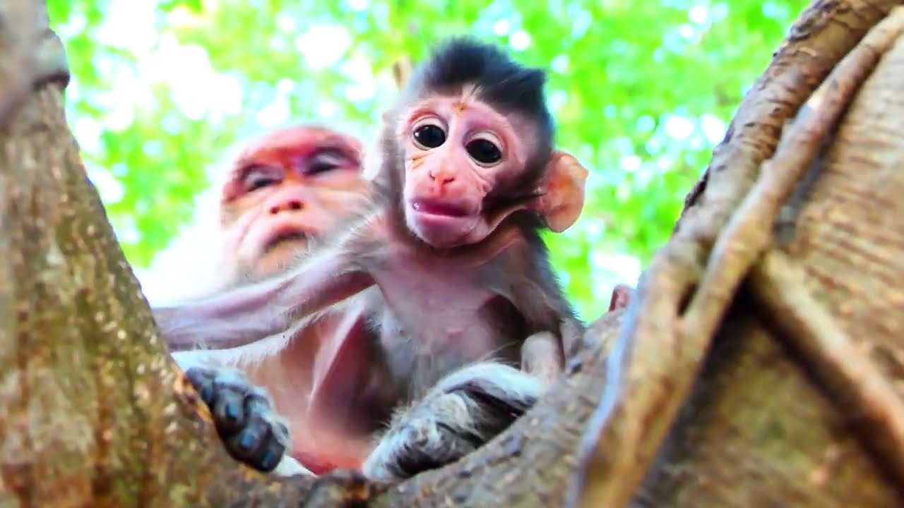 Very funny little baby monkey showing action when hungry milk looks ...