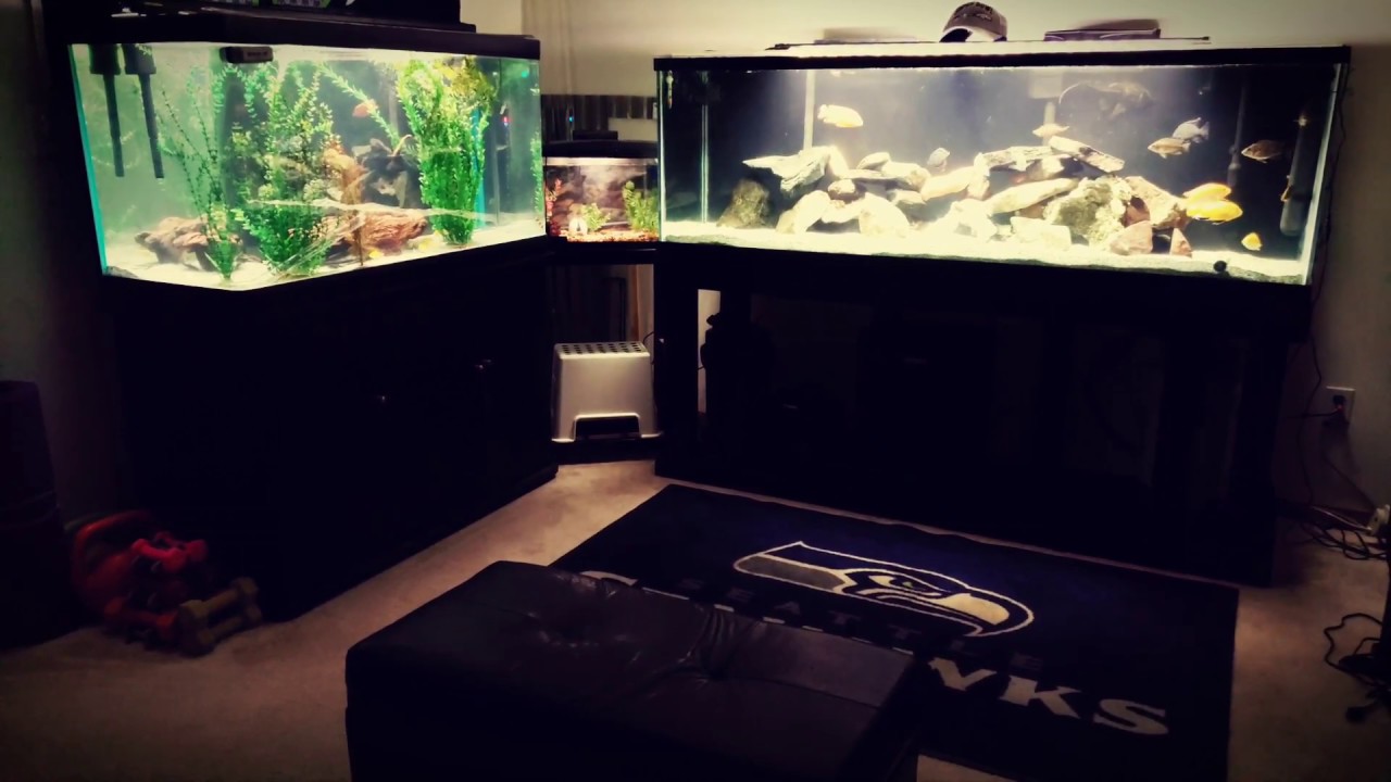 My Fish Room - YouTube