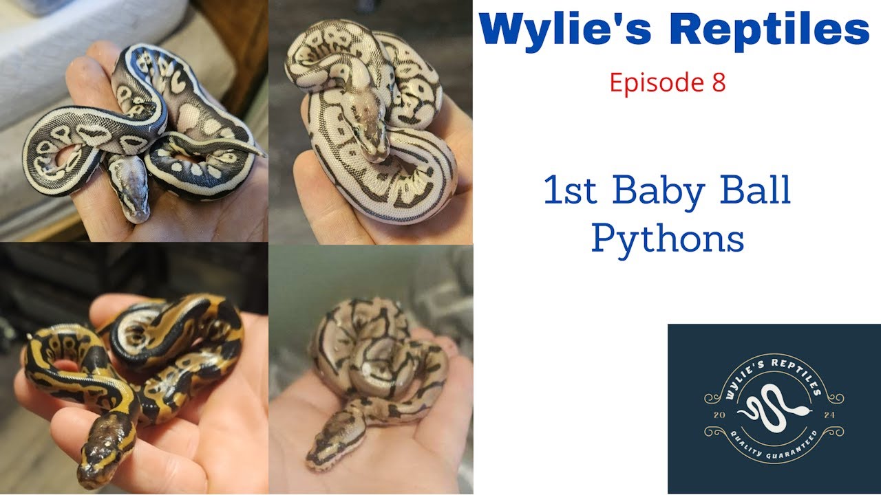 Wylie's Reptiles: Episode 8, 1st Baby Ball Pythons - YouTube