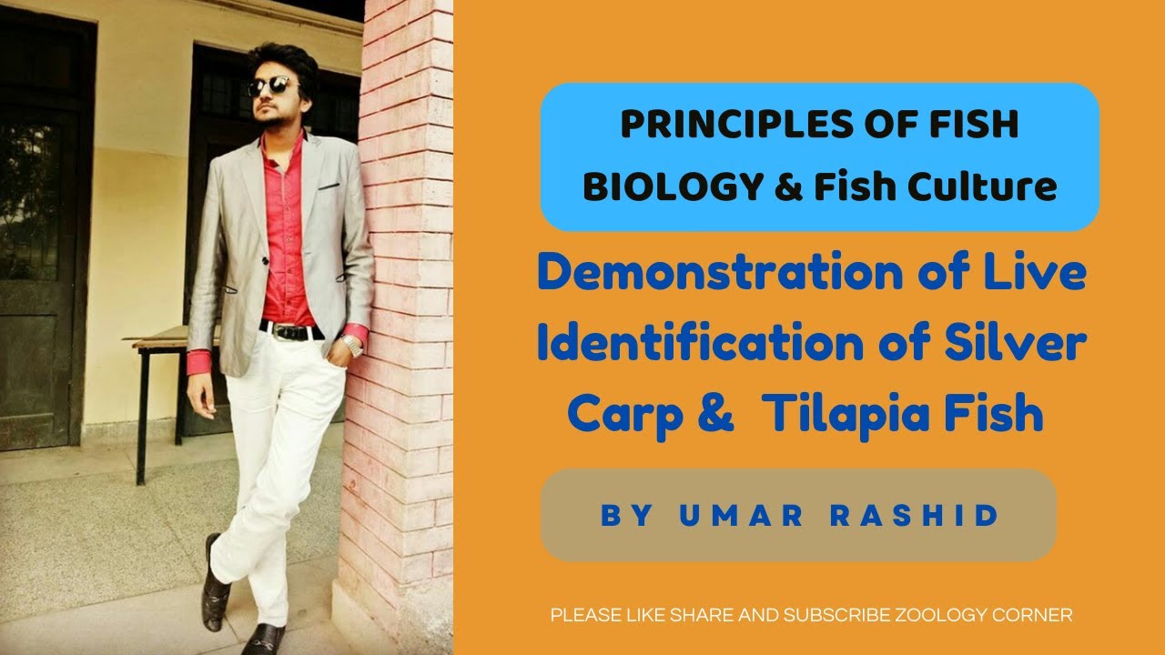 Identification of Silver Carp and Tilapia Fish | Umar Rashid - YouTube