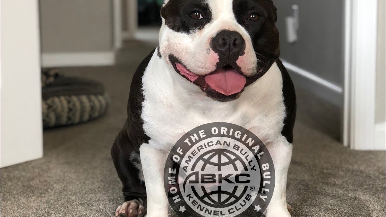 How the ABKC Points System works - YouTube