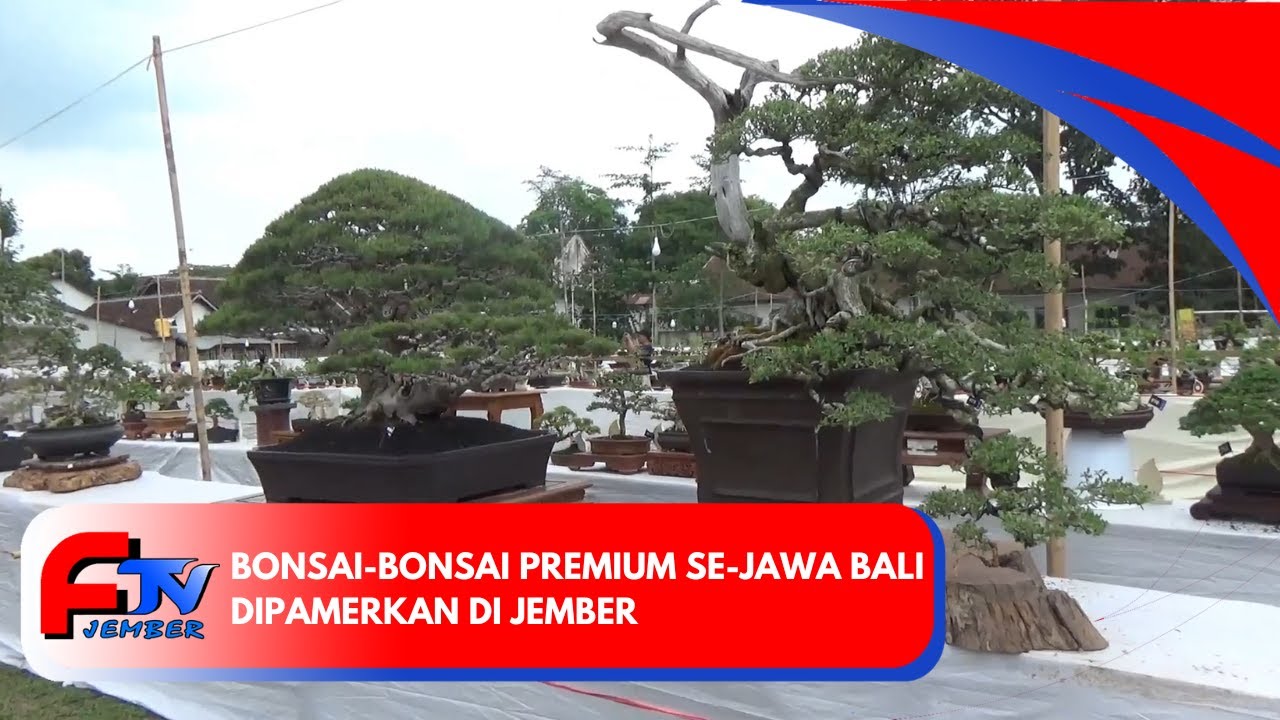 BONSAI BONSAI PREMIUM SE JAWA BALI DIPAMERKAN DI JEMBER - YouTube