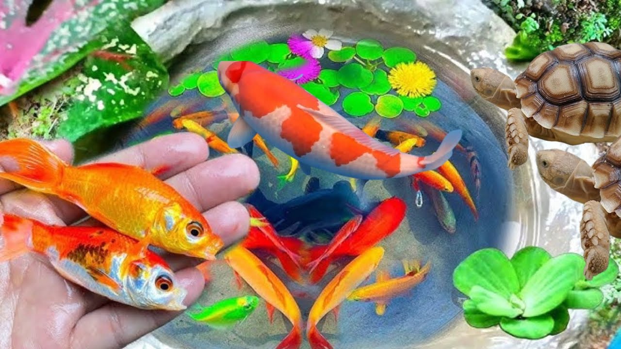 Amazing Catch Strange Fish In Tiny Pond,Shrimp,Snapper,Ornamental Fish ...