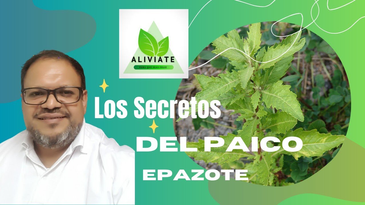 Usos Medicinales del Paico o Epazote - YouTube