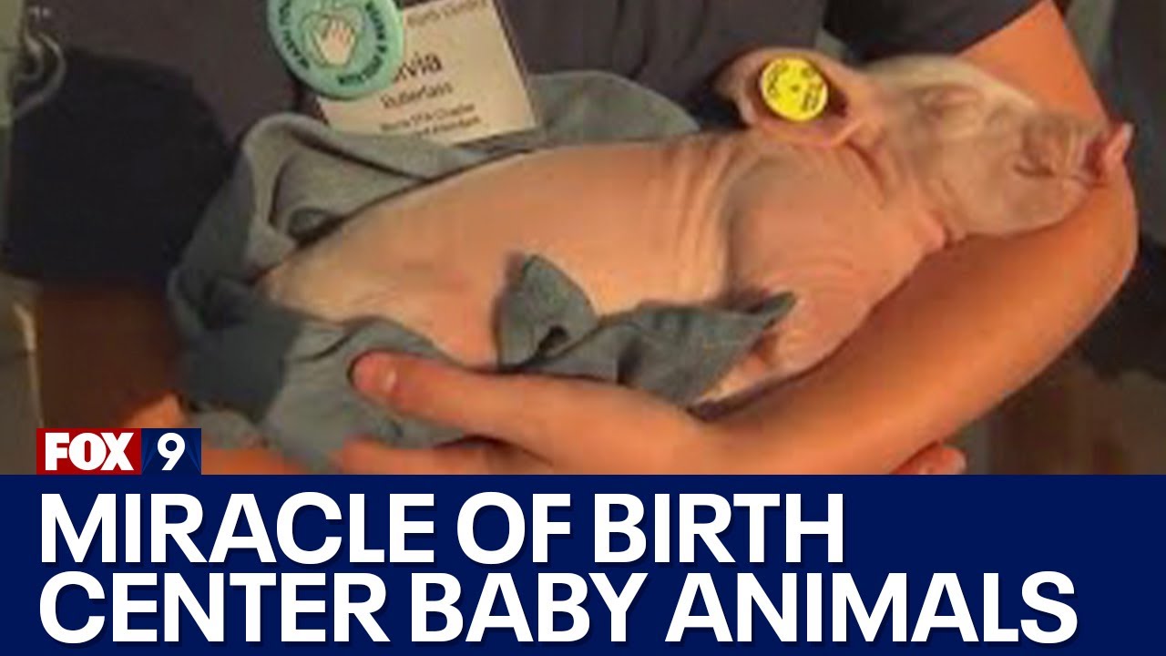 Miracle of Birth centers present baby animals at the Minnesota State ...