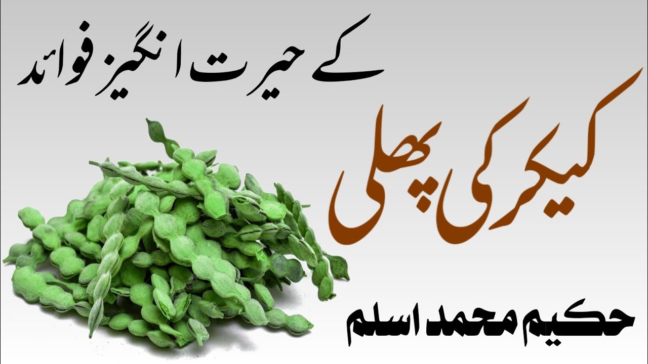 Kikar Ki Phali Ke Fayde Amazing Benefits Of Kikker Seed Keekar kikar-ki-phali-ke-fayde-amazing-benefits-of-kikker-seed-keekar