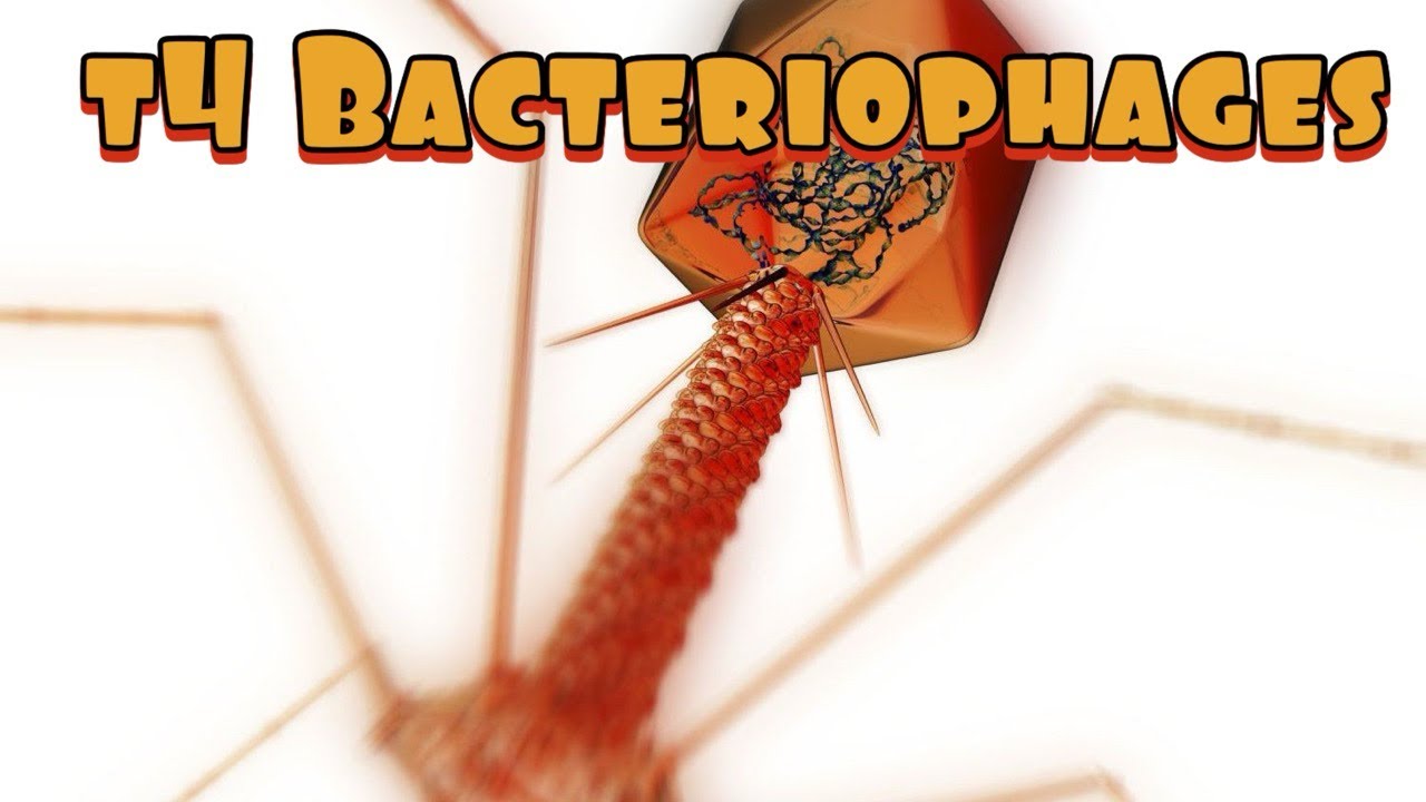 Function & Anatomy of The T4 Bacteriophage - Basics - YouTube