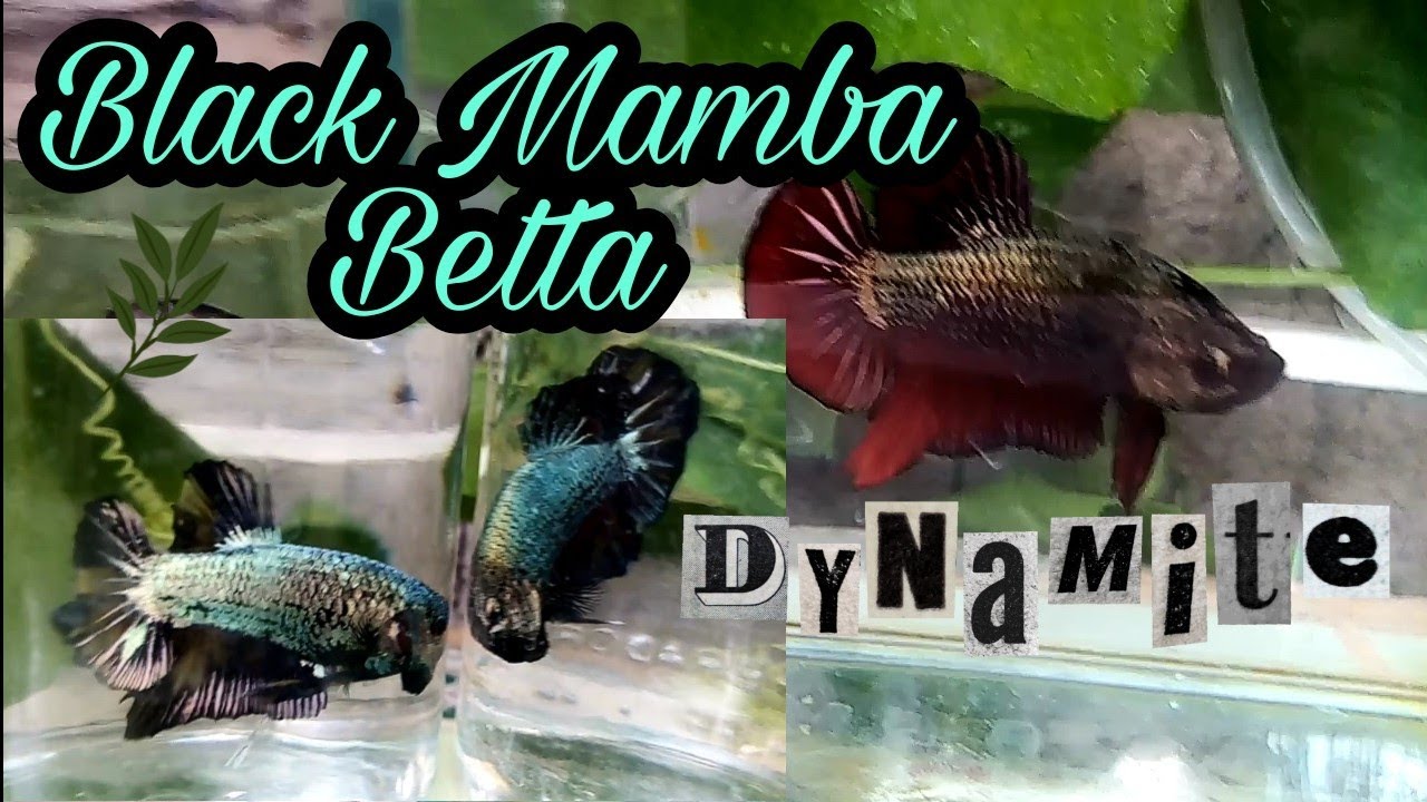 Black Mamba Betta, Black Dragon Betta - YouTube