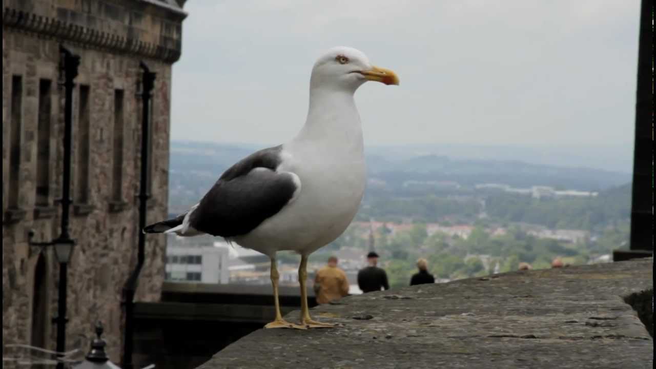 Cheeky Seagull at Edinburgh Castle, Scotland - Canon 7D - YouTube