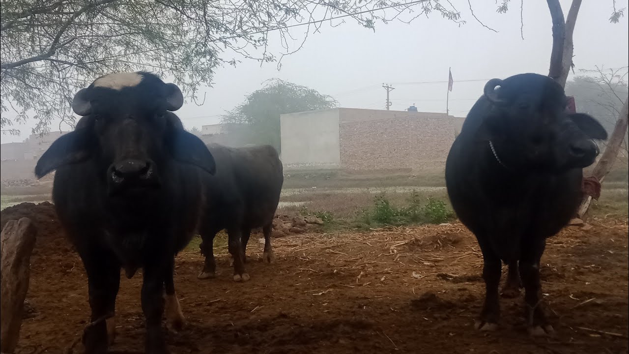 beautiful Neeli Ravi Buffalo for sale on YouTube in Pakistan,31-12-2019 ...