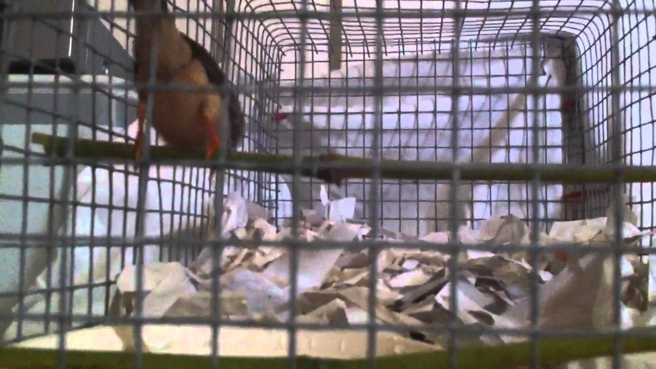 Zebra Finch Age? - YouTube