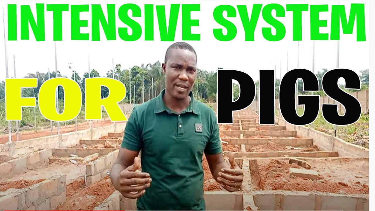 What Does It Take to Construct an Intensive Pig Farm? (find out in ...