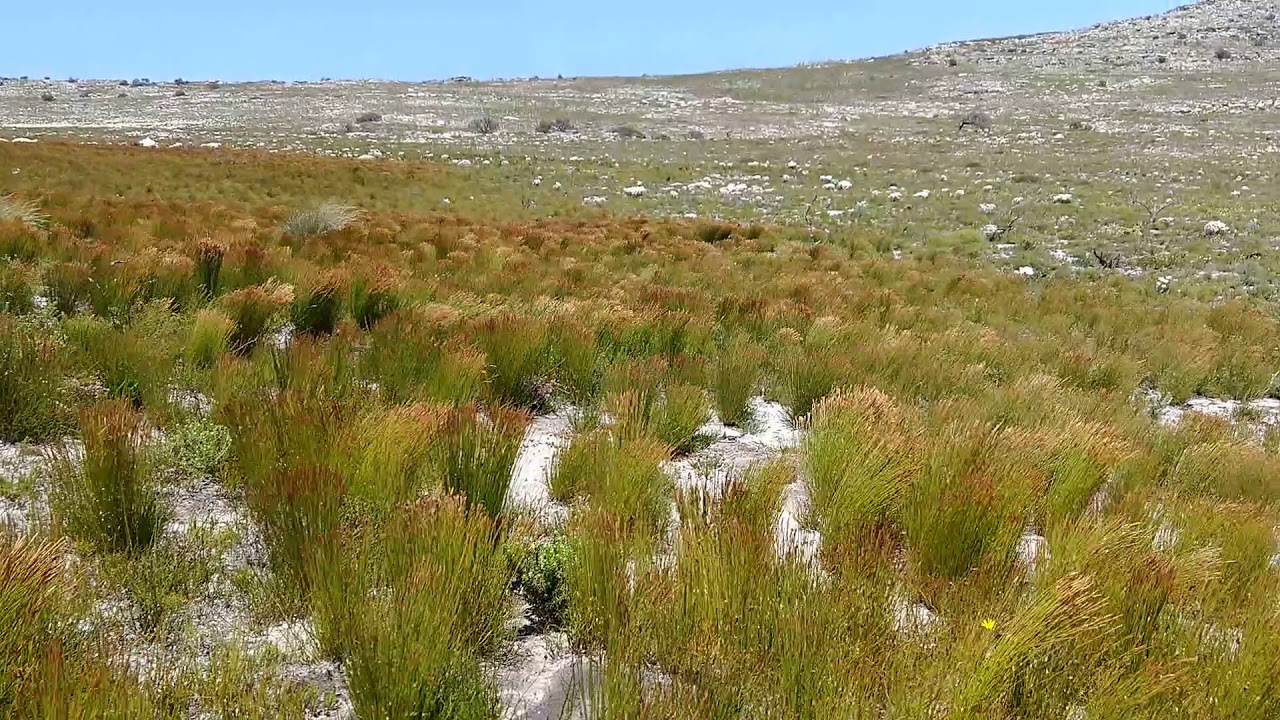 The Cape Point Restio Wave - YouTube