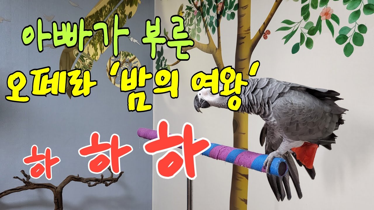 아빠는오페라 노래선생님~[연구대상똘이] African gray parrot Papagei Попугай (popugái ...
