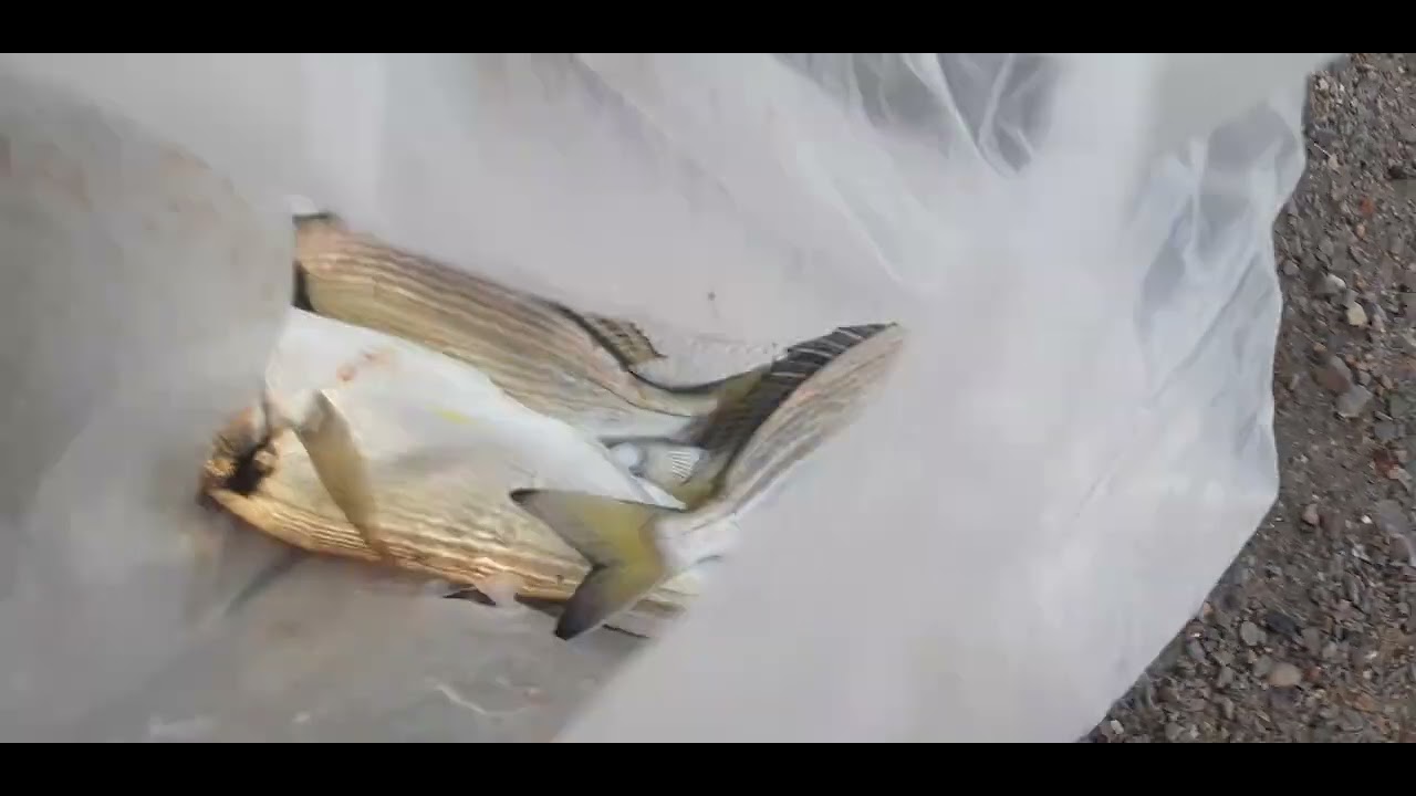 Pêche en Tunisie pont de Rades - YouTube