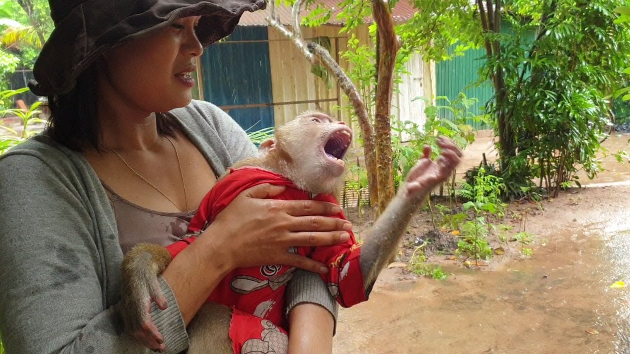 Loveable Monkey Koko sitting look at the Rain and mom holds him for ...