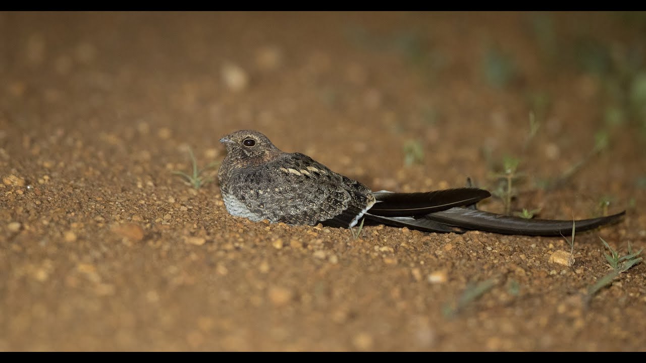 Pennant Winged Nightjar, South Africa - YouTube