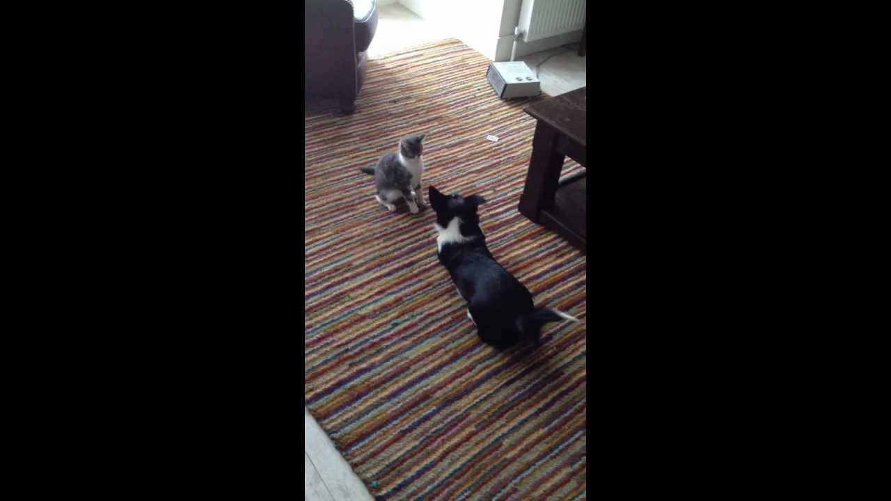 cat attacks dog, very funny, this cat has some serious Aikido techniques - YouTube