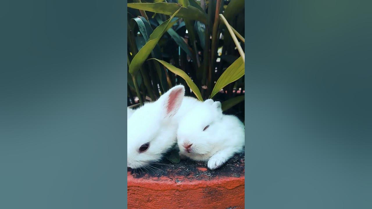 Animal Sound & Video :- rabbit , rabbit sound , rabbits sounds , rabbit videos , #shorts 💖🐰🐇🐇💕 ...
