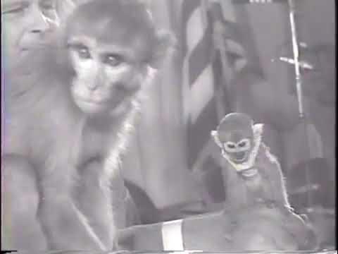 Meet The First Monkeys in SPACE! Able and Baker! - YouTube