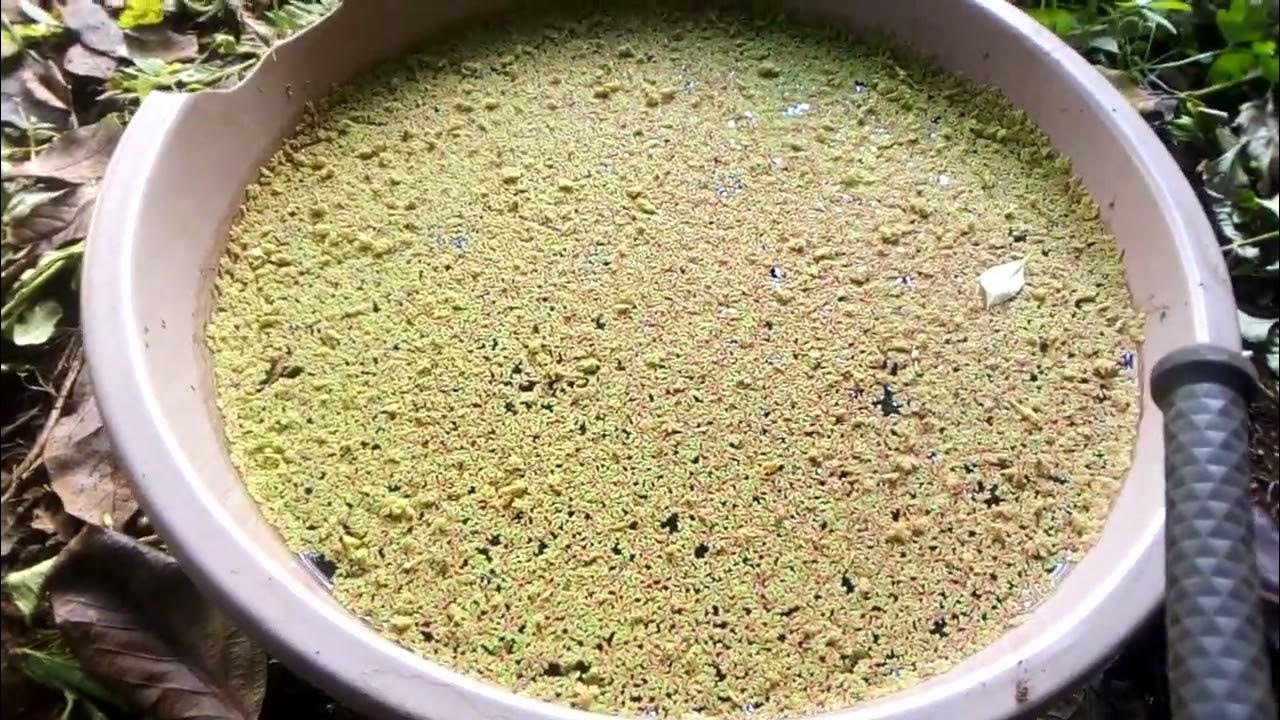 azolla farming in containers - YouTube