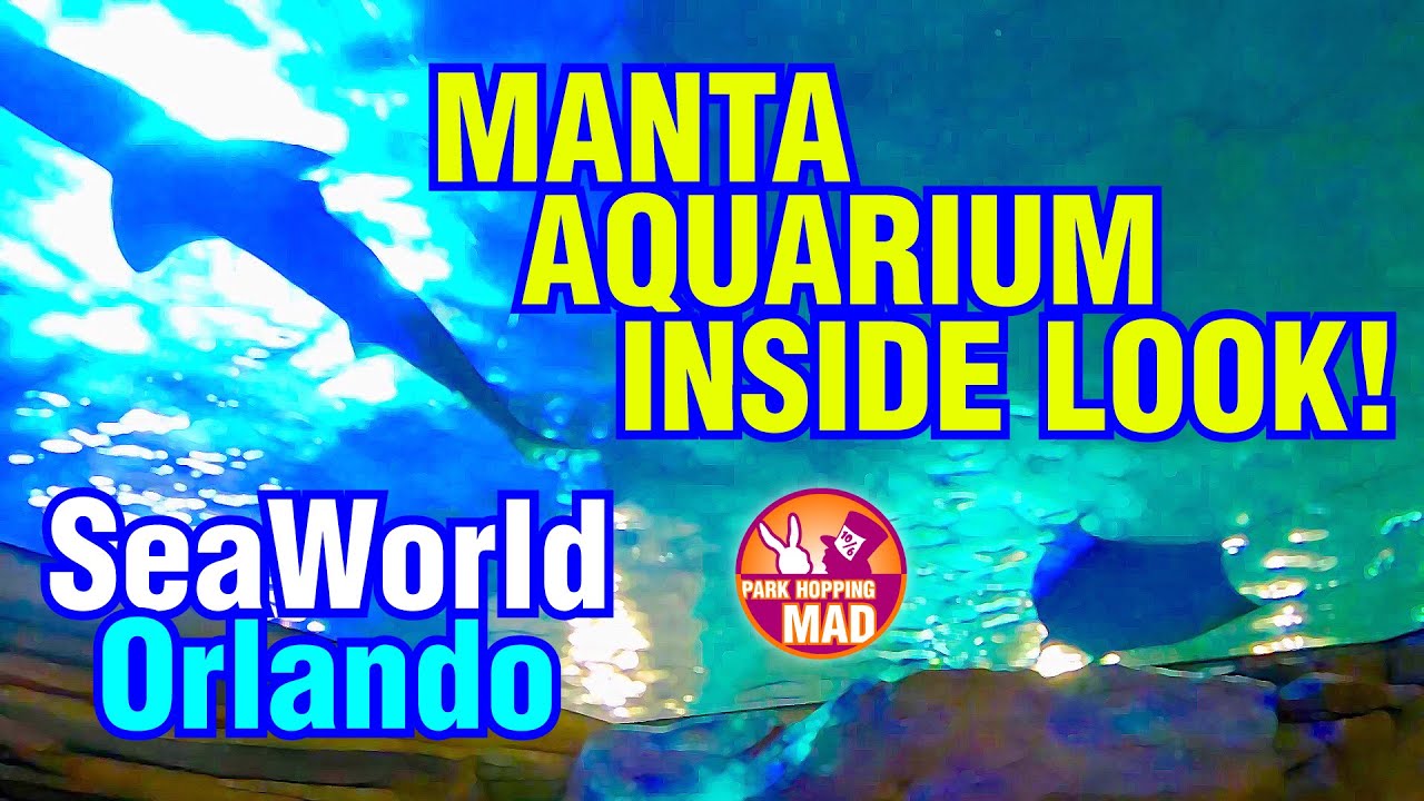 SeaWorld Orlando MANTA AQUARIUM! - SEAWORLD INSIDE LOOK Series 2019 ...