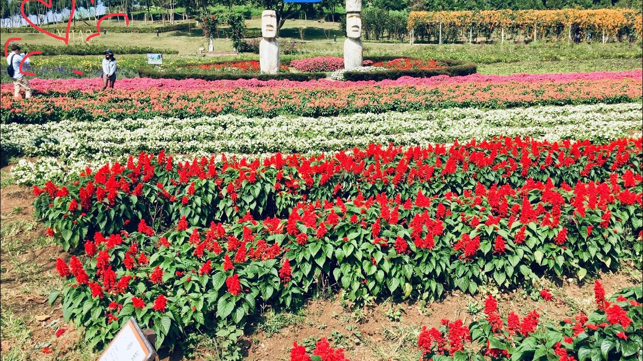 PESONA TANAMAN HIAS DI WISATA ALAM FLOWER OASIS TAIWAN - YouTube