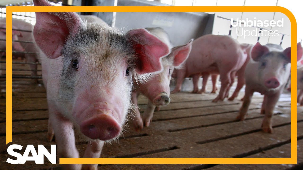 Pig tests positive for H5N1 bird flu for first time in US - YouTube