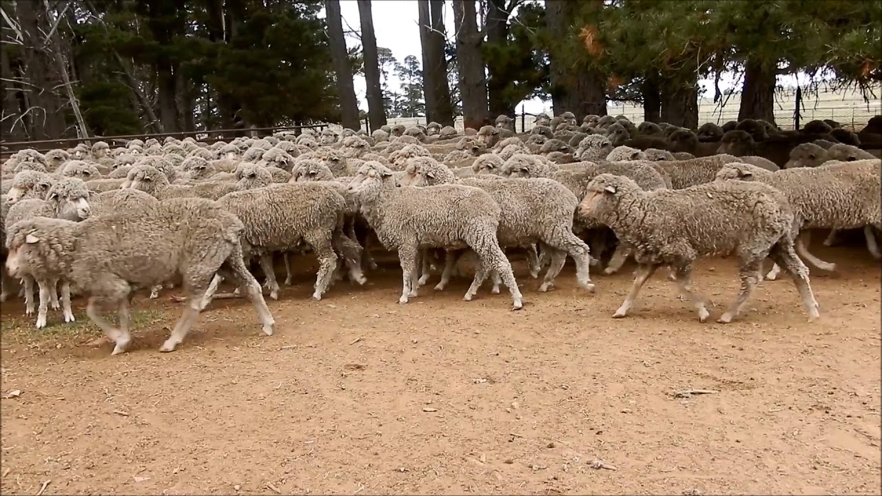 COOLRINGDON PAST - MERINO WETHERS 2 AND 3 YO, FEB SHN - YouTube